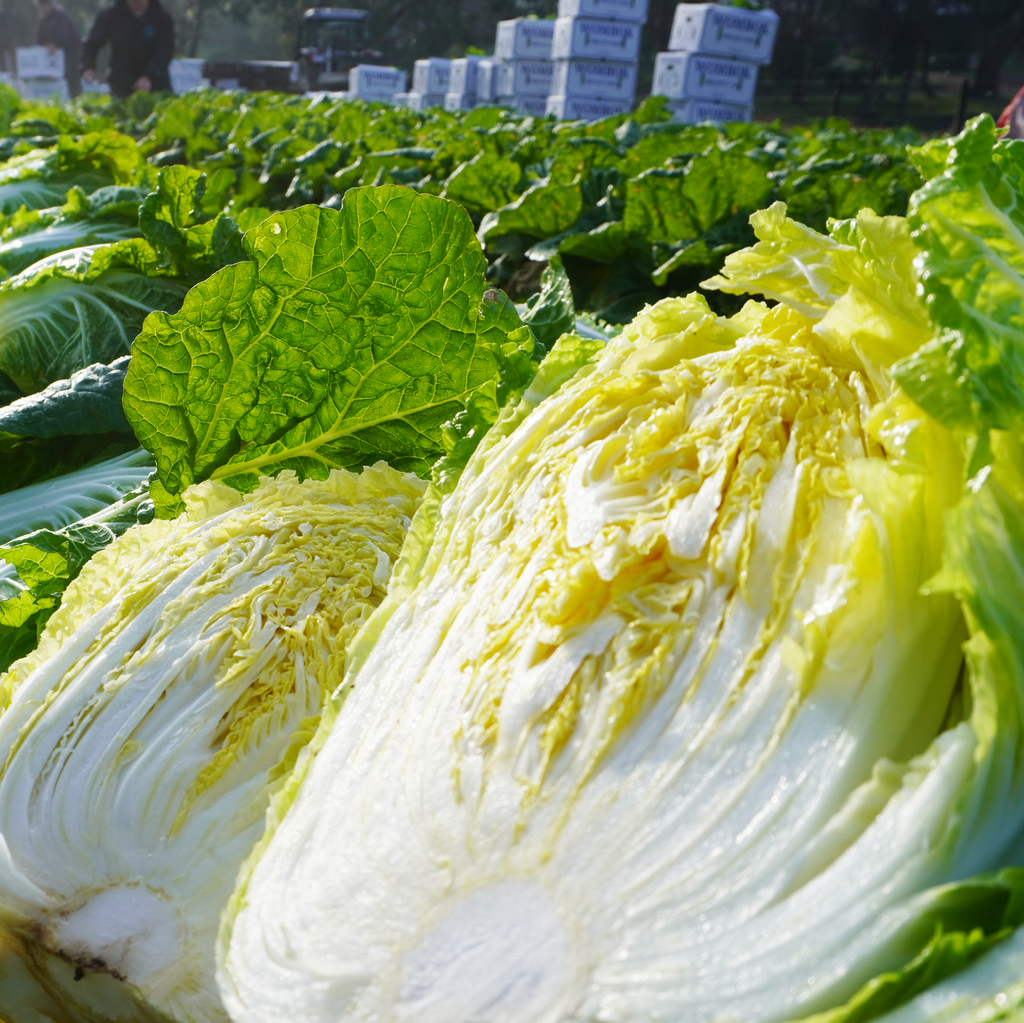 Korea Kimchi 2kg : Bulk Pack – koreakimchi